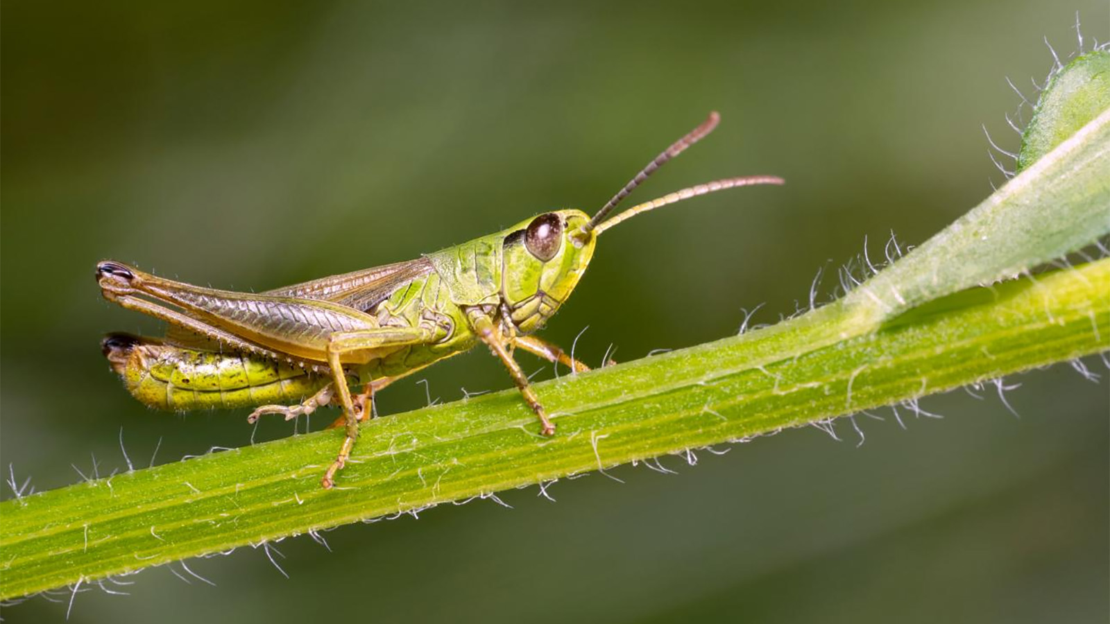 Det vil stå på pakken, hvis der er insekter i dine madvarer | Tjekdet